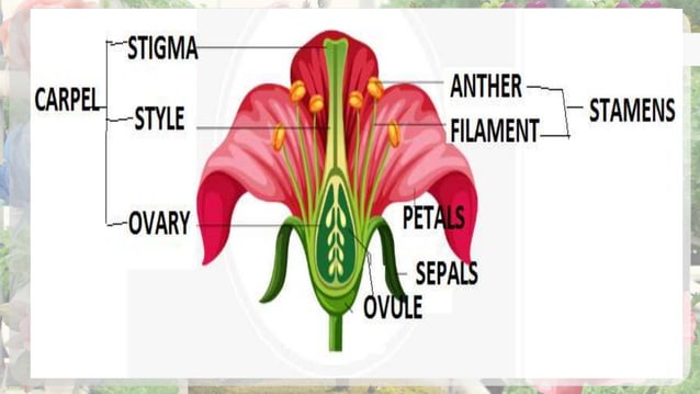 Plant Life Cycles of Flower bearing plant, spore bearing plant and Cone bearing plant | PPTX
