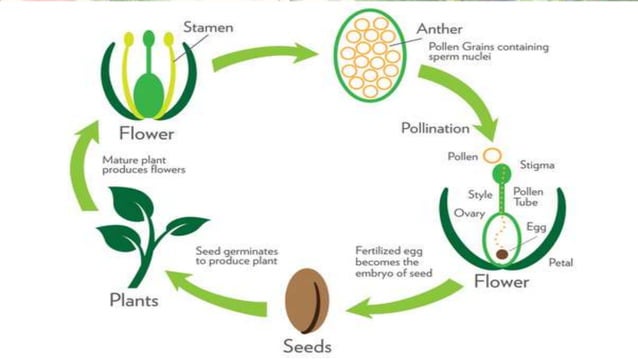 Plant Life Cycles of Flower bearing plant, spore bearing plant and Cone bearing plant | PPTX
