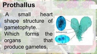 Plant Life Cycles of Flower bearing plant, spore bearing plant and Cone ...