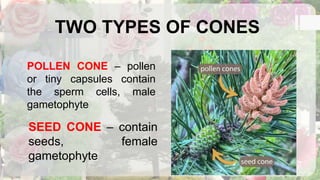 Plant Life Cycles of Flower bearing plant, spore bearing plant and Cone ...