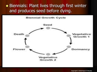 Biennial Plants Life Cycle