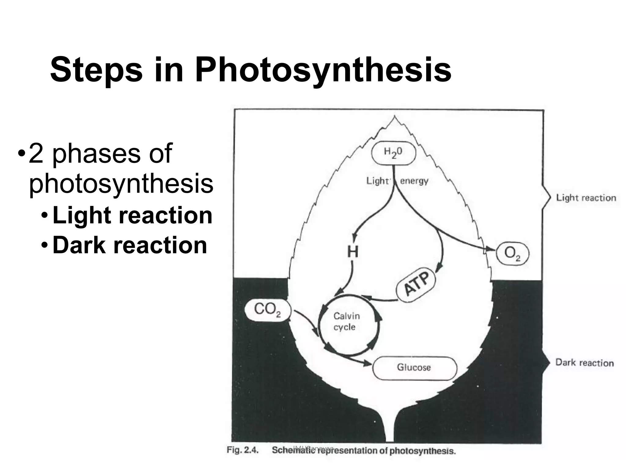 Plant Life Processes | PDF