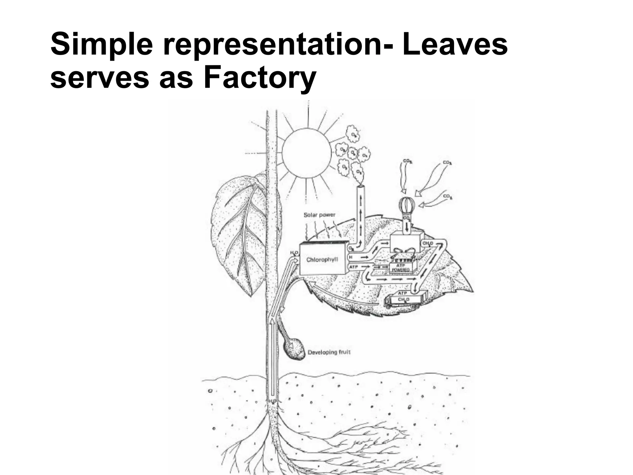 Plant Life Processes | PDF