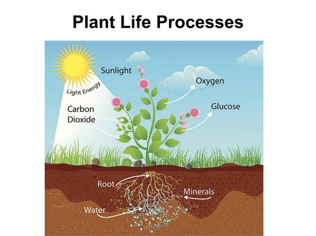 Plant Life Processes | PDF