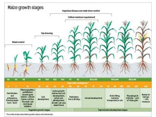 Plant Life Processes | PDF