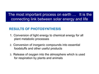 Plant Life Processes | PDF