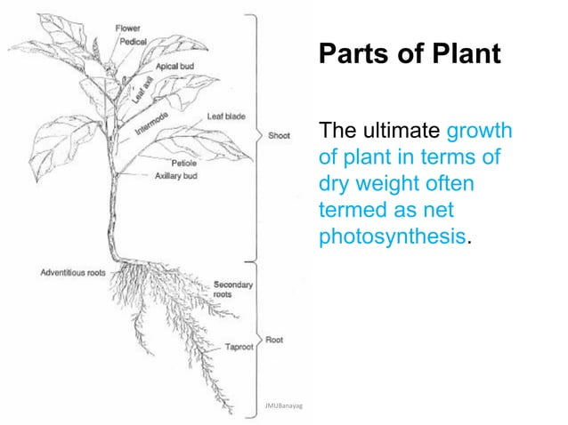 Plant Life Processes | PDF