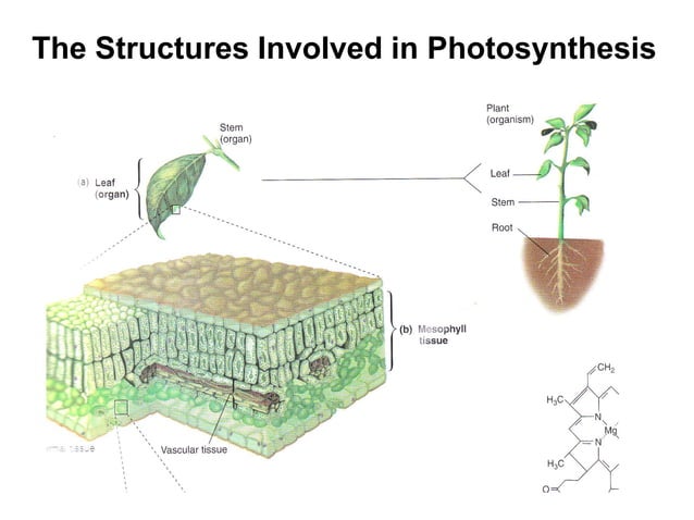Plant Life Processes | PDF
