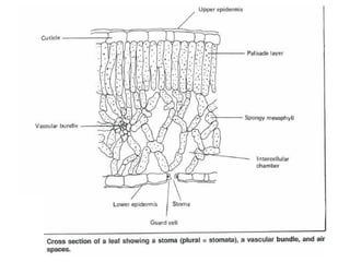 Plant Life Processes | PDF