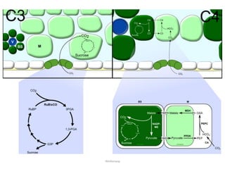 Plant Life Processes | PDF