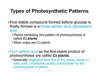 Plant Life Processes | PDF