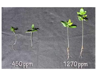 Plant Life Processes | PDF