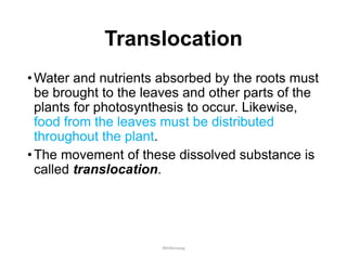 Plant Life Processes | PDF