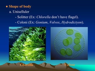 Green Algae Protist