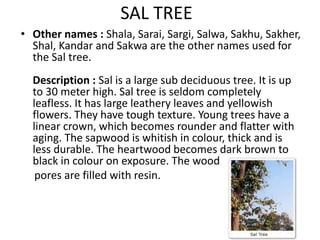 Plant specifications | PPT