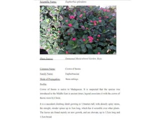 Plant specifications | PPTX