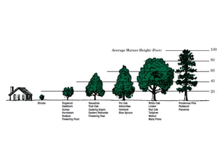 Plant specifications | PPTX