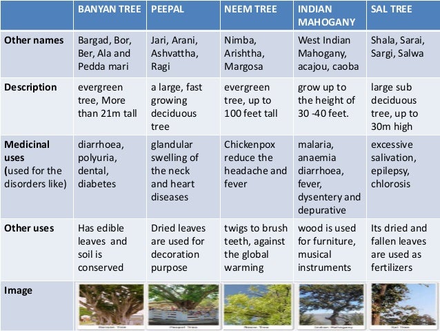 Plant specifications