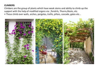 PLANT MATERIALS.pptx