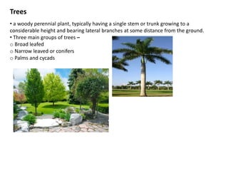 PLANT MATERIALS.pptx