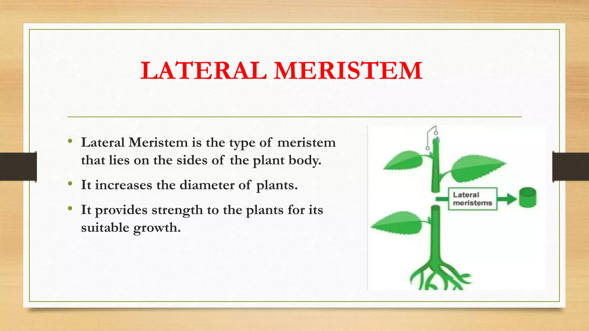 Plant meristem | PPTX