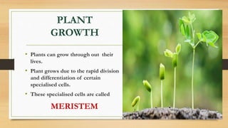 Plant meristem | PPTX
