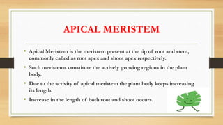 Plant meristem | PPTX