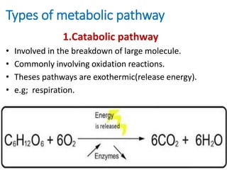 Plant metabolism and redox agents plant biochemistry ii | PPTX
