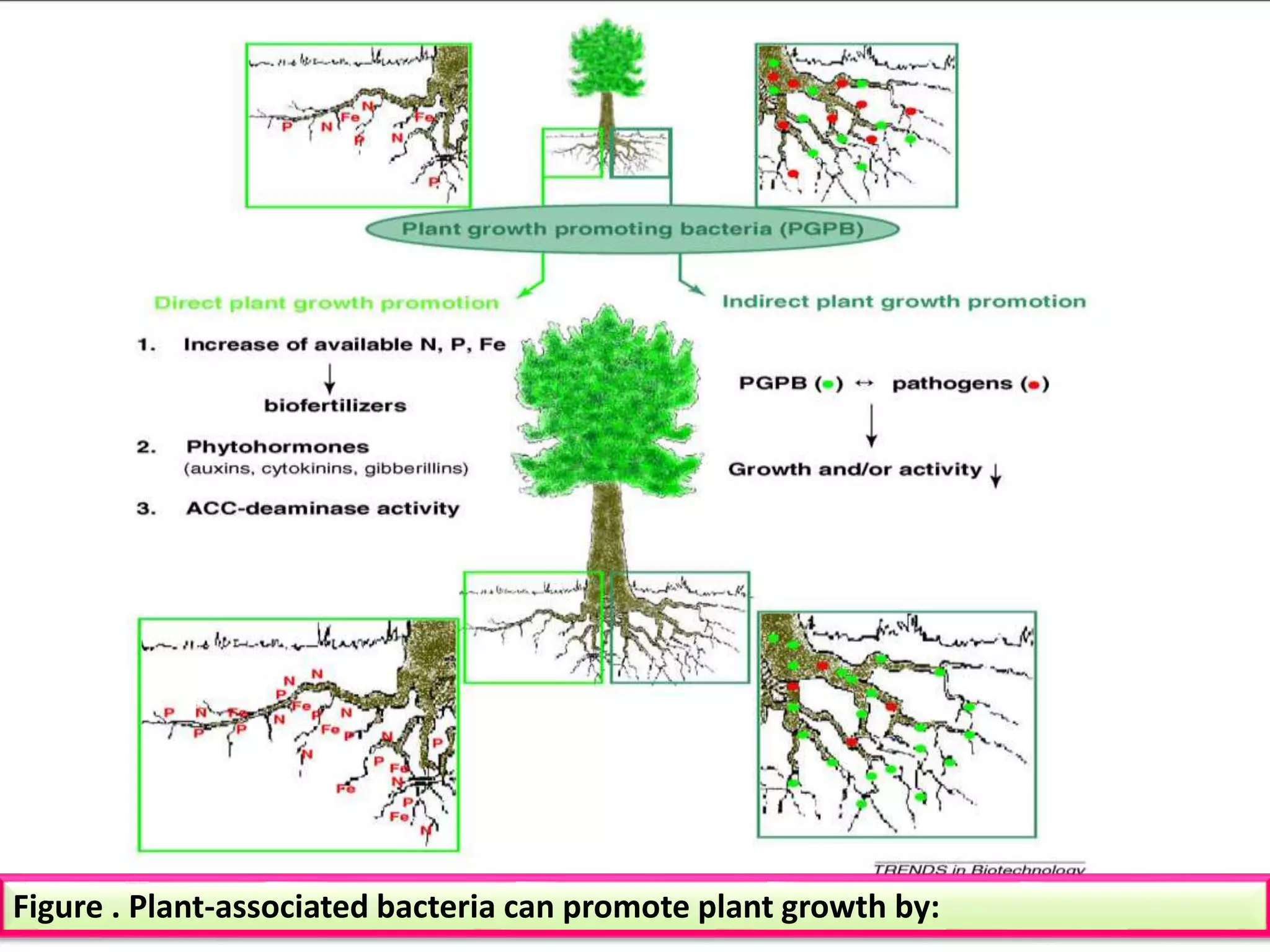 Plant microbe interaction by dr. ashwin cheke | PPTX