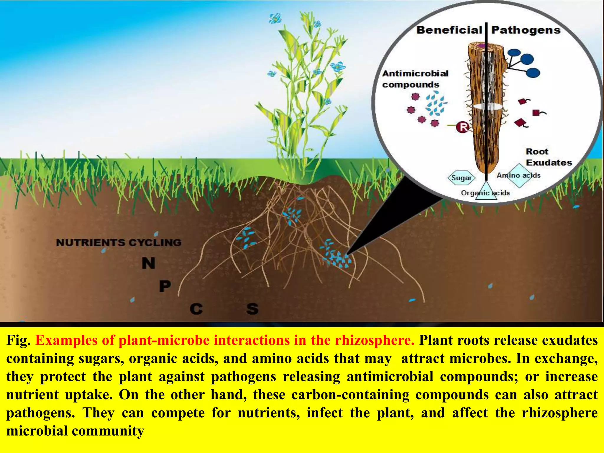 Plant microbe interaction by dr. ashwin cheke | PPTX