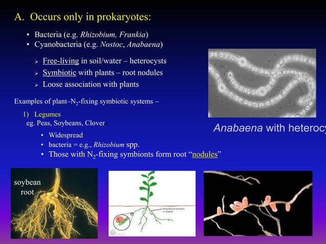 Plant microbe interaction by dr. ashwin cheke | PPTX