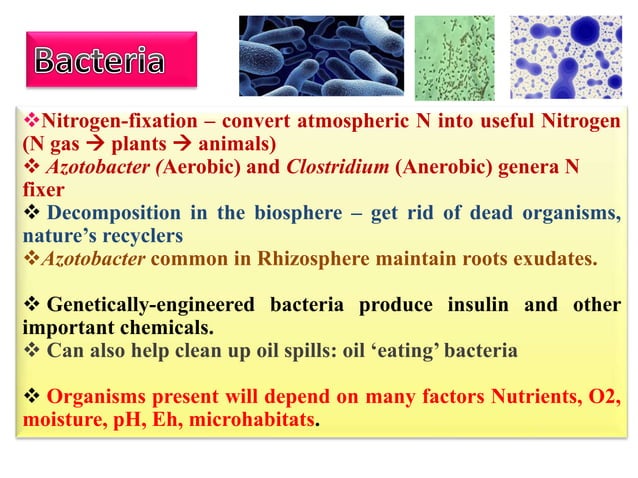 Plant microbe interaction by dr. ashwin cheke | PPTX