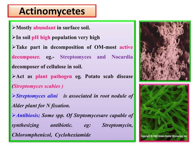 Plant microbe interaction by dr. ashwin cheke | PPTX