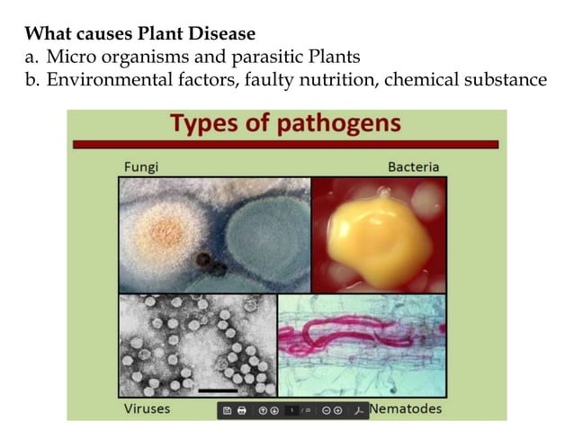 Plant microbe interaction class 1.pptx