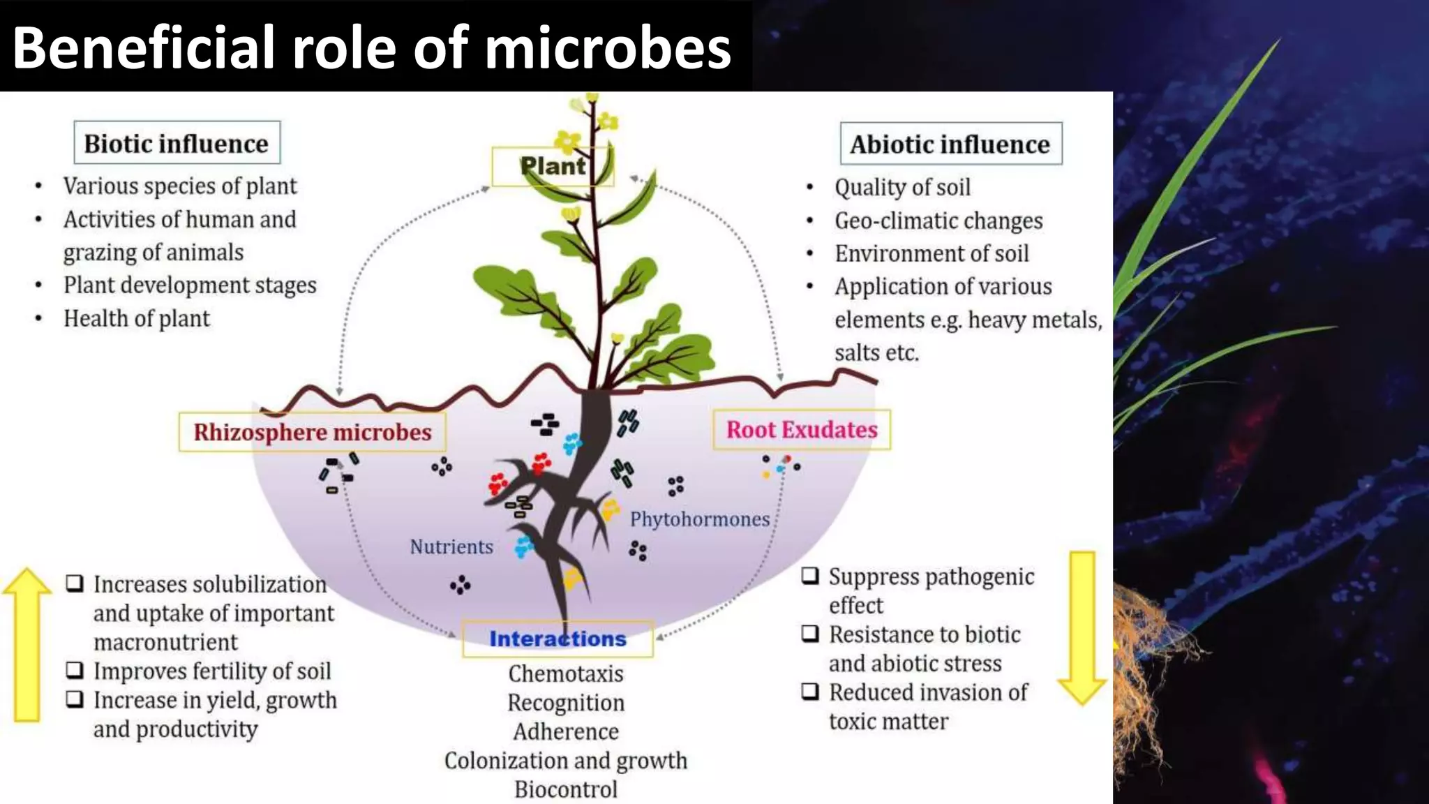 plant microbes interaction.pptx