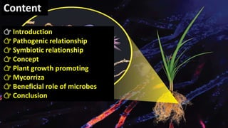 plant microbes interaction.pptx