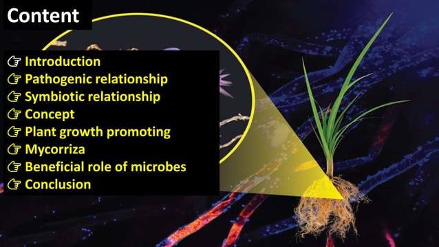 plant microbes interaction.pptx