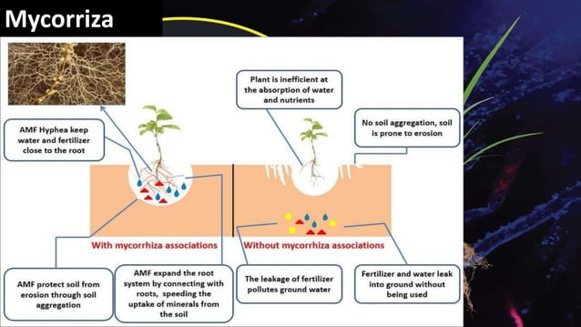 plant microbes interaction.pptx