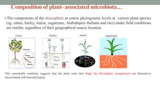 Plant microbe interaction review ppt | PPTX