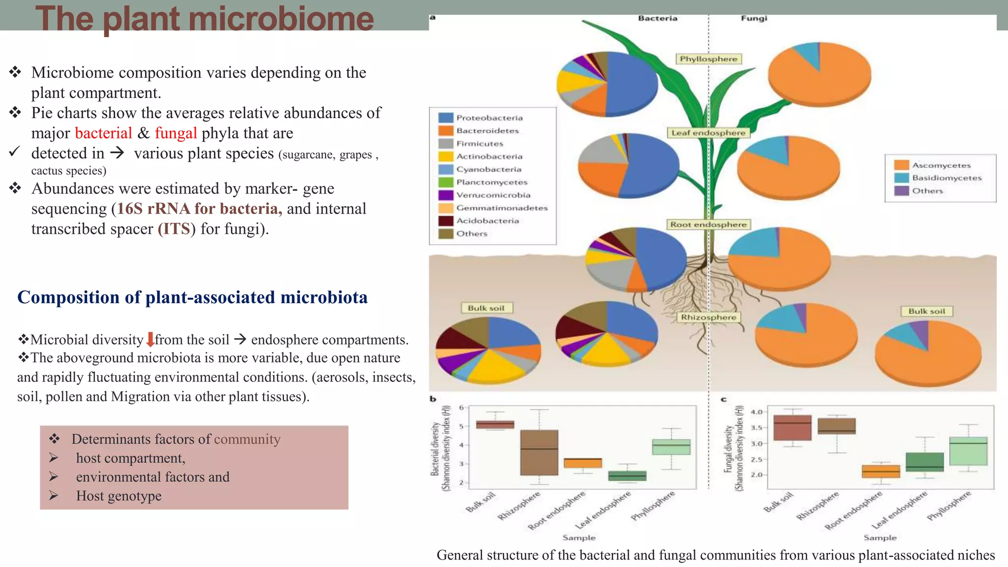 Plant–microbiome interactions seminar review.pptx