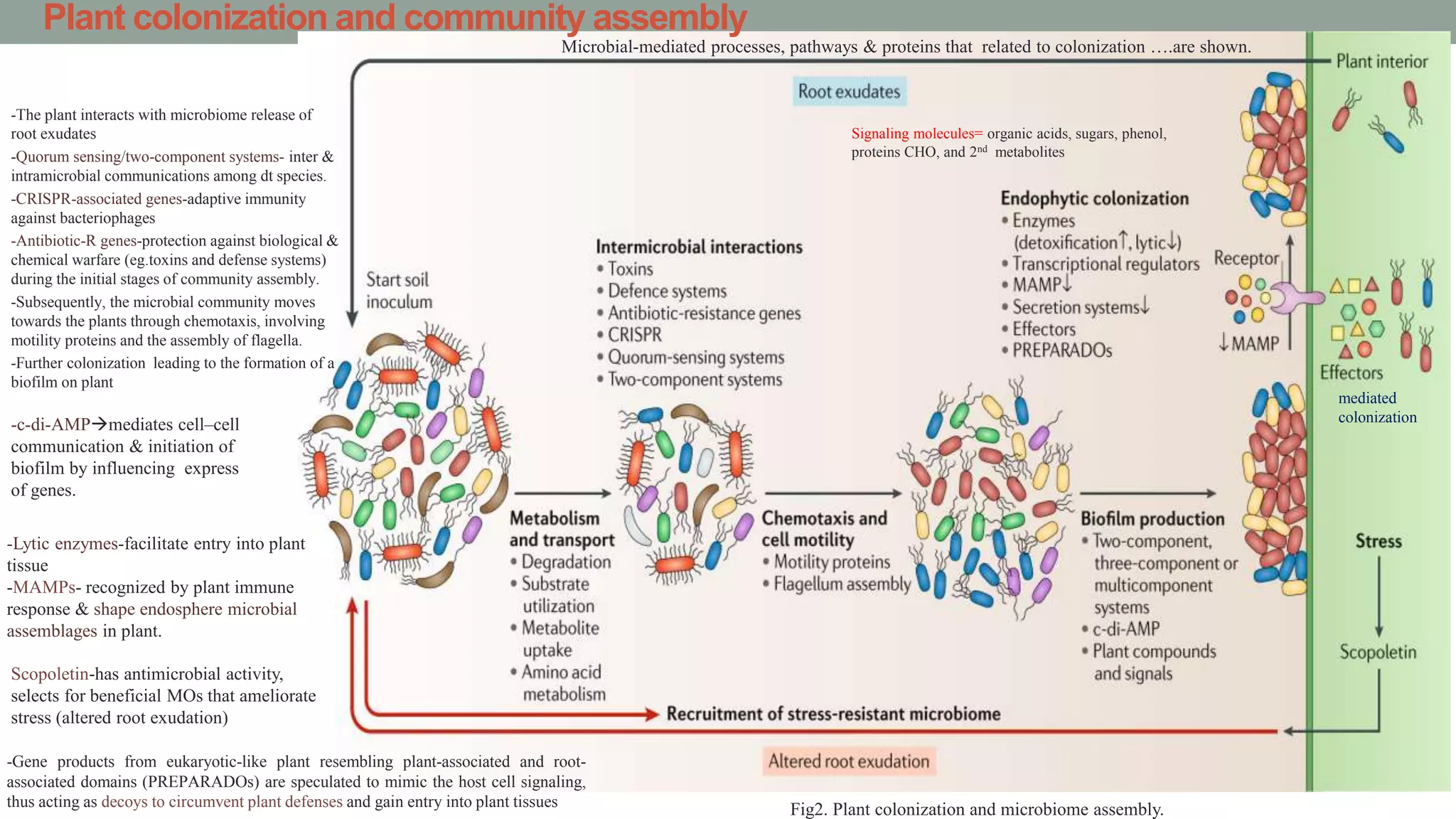 Plant–microbiome interactions seminar review.pptx