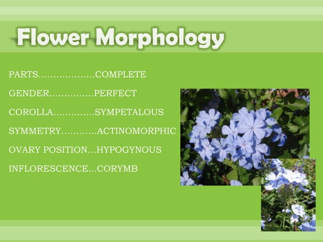 BOTANNY SPECIAL PROJECT | PPT