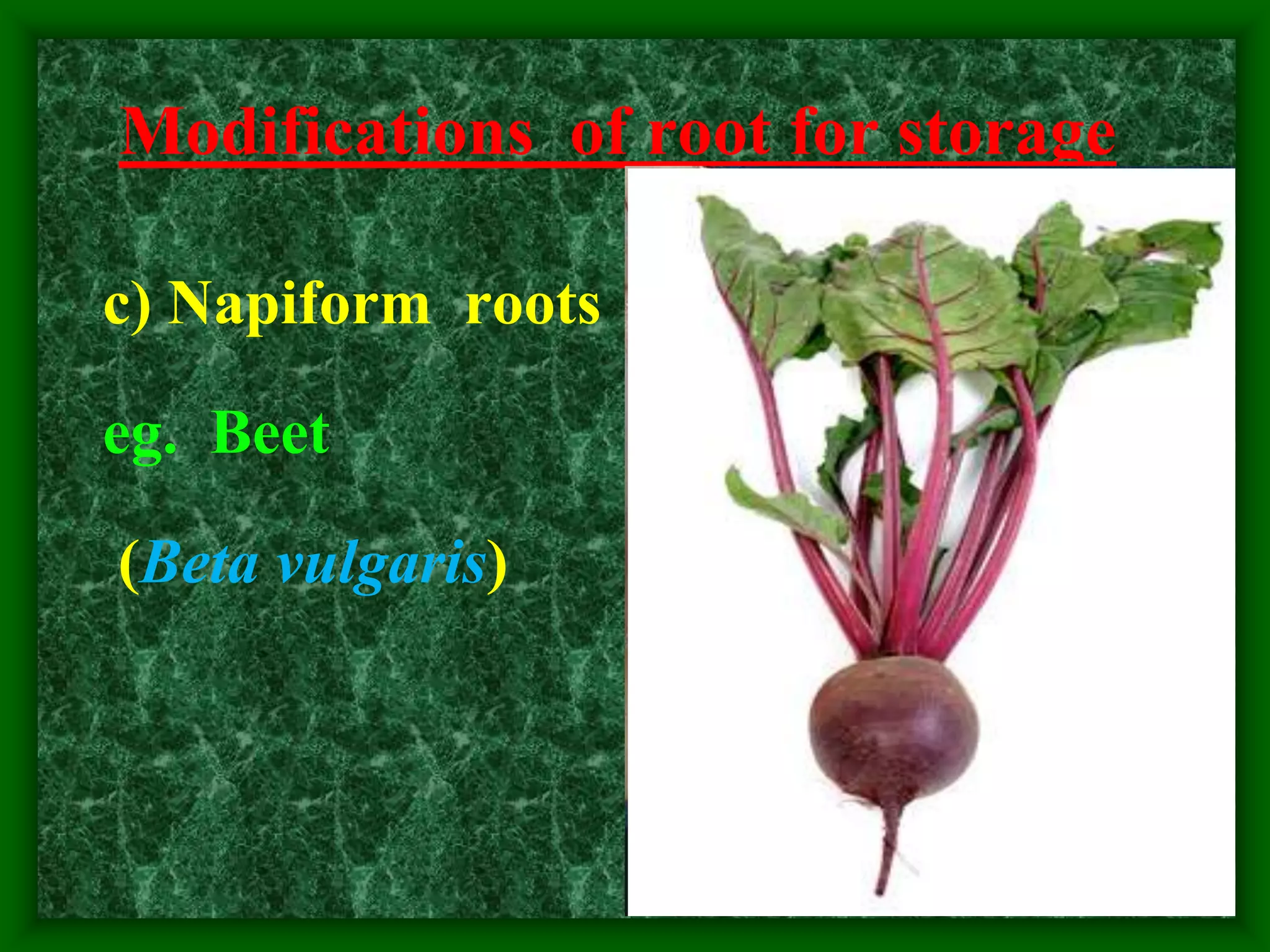 Plant morphology | PPTX