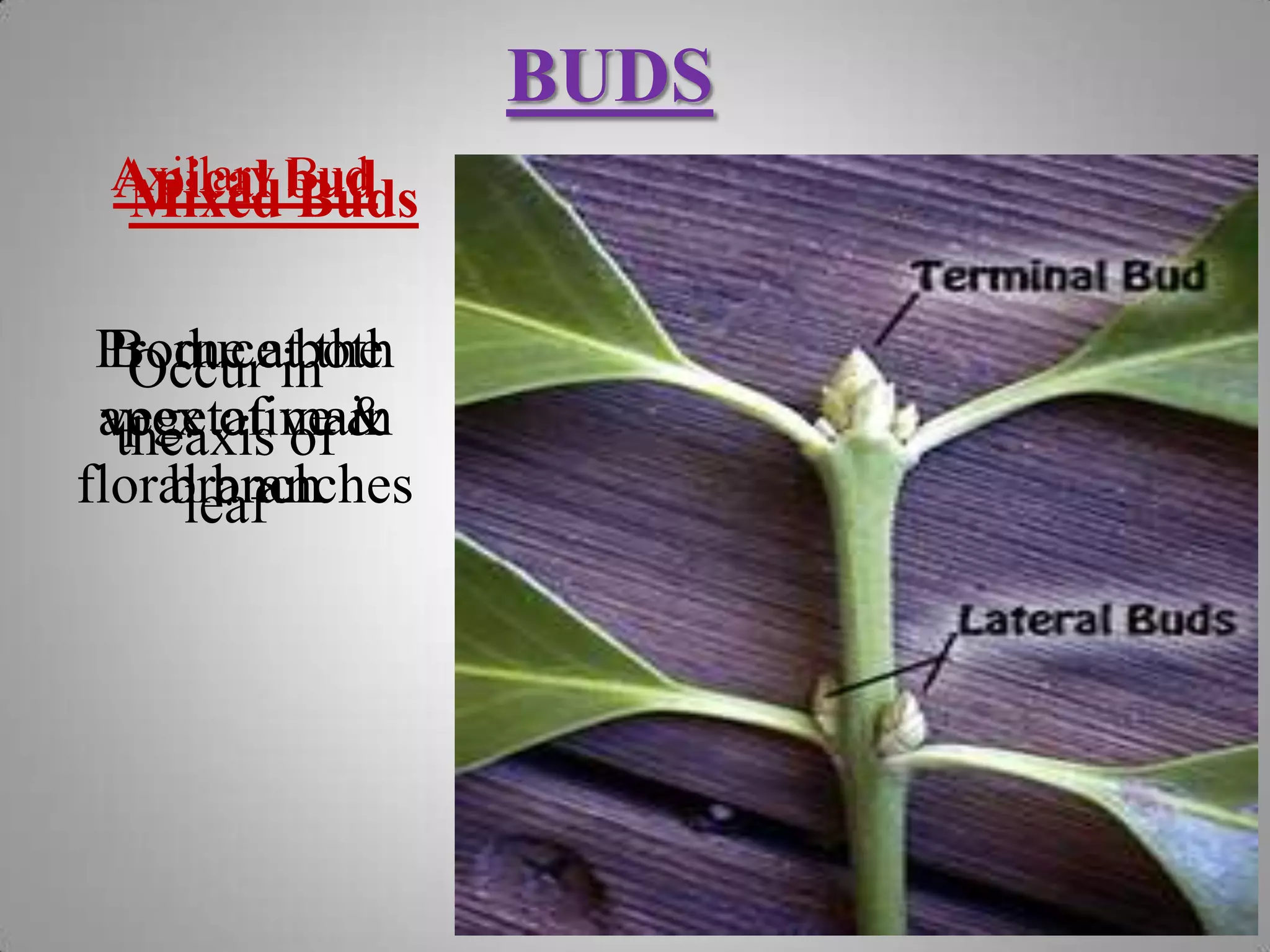 Plant morphology | PPTX