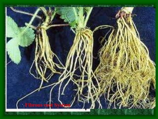 Plant morphology | PPTX