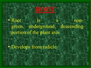Plant morphology | PPTX
