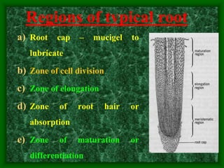 Plant morphology | PPTX