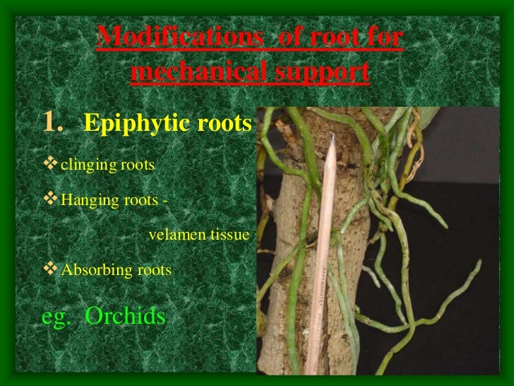Plant morphology