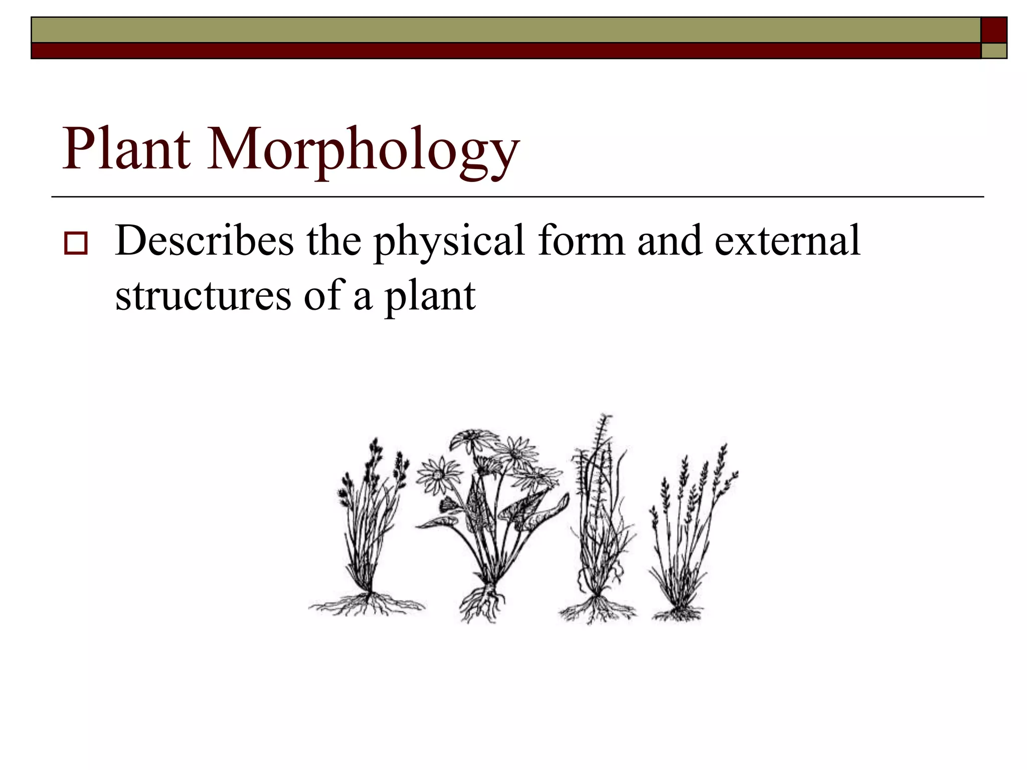 plant_morphology.ppt