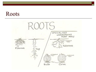 plant_morphology.ppt